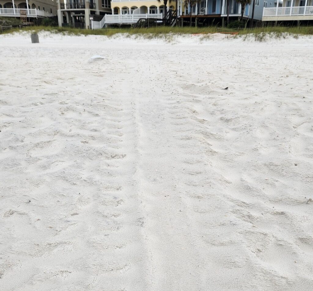 Panama City Beach Turtle Watch – Team effort to protect sea turtle ...