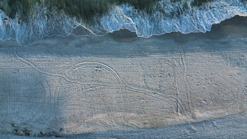 Panama City Beach Turtle Watch – Team effort to protect sea turtle ...