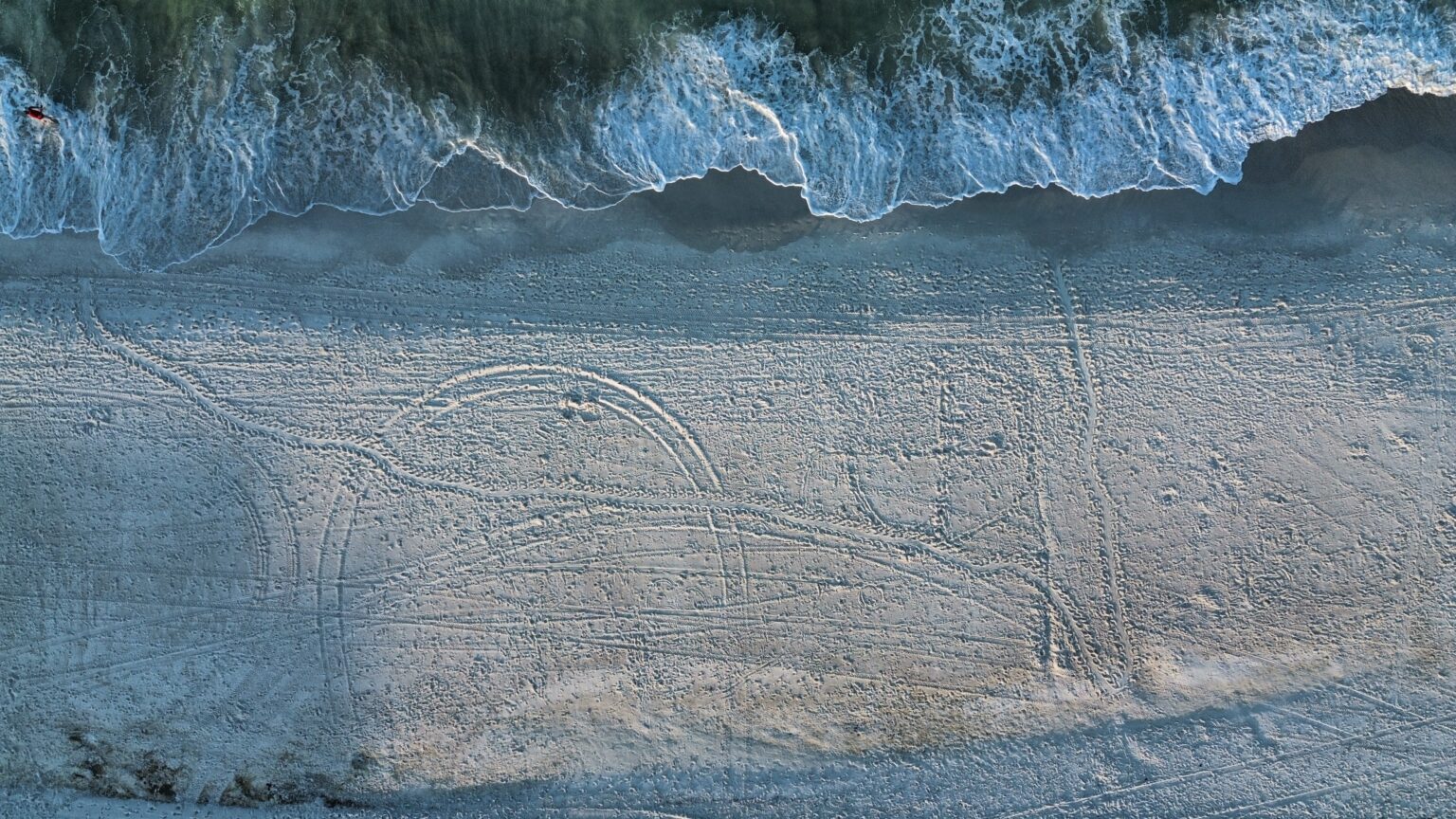 Panama City Beach Turtle Watch – Team effort to protect sea turtle ...
