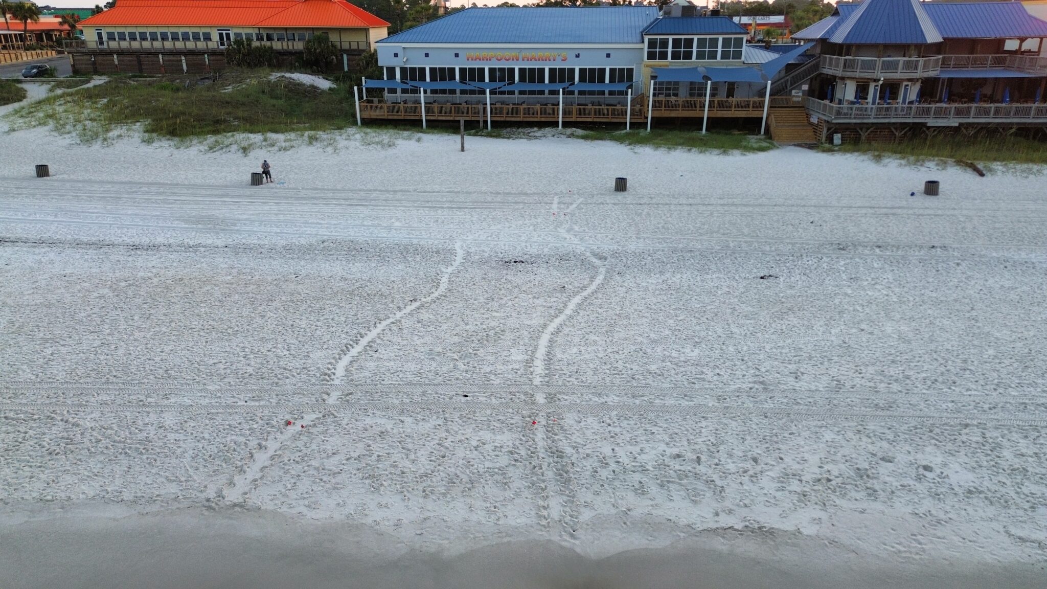 Panama City Beach Turtle Watch – Team effort to protect sea turtle ...