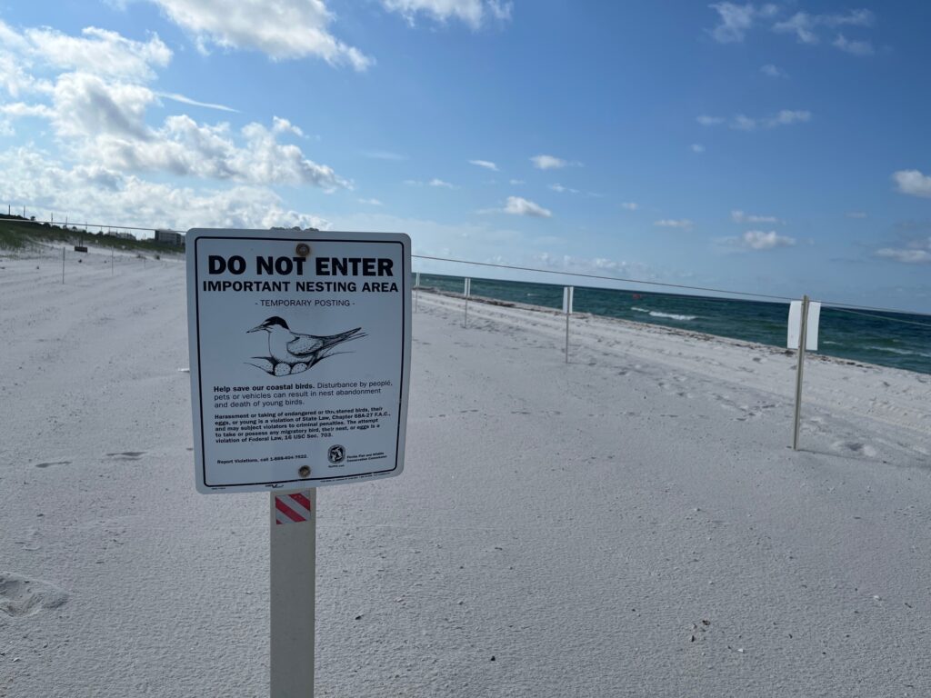 Panama City Beach Turtle Watch – Team effort to protect sea turtle ...